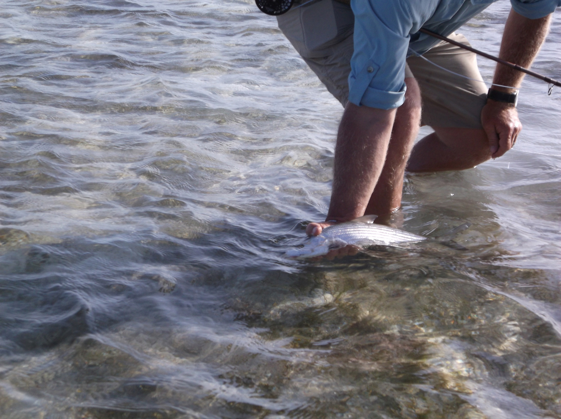 Nassau, Spanish Wells, Eleuthera Bonefishing Excursions and Day Trips